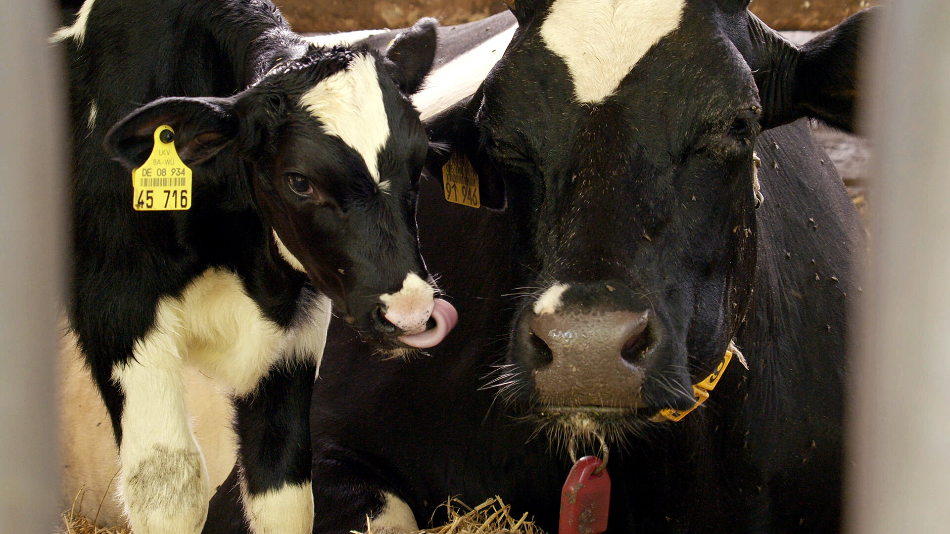 The Secret Life of Cows - Marco Polo Film AG