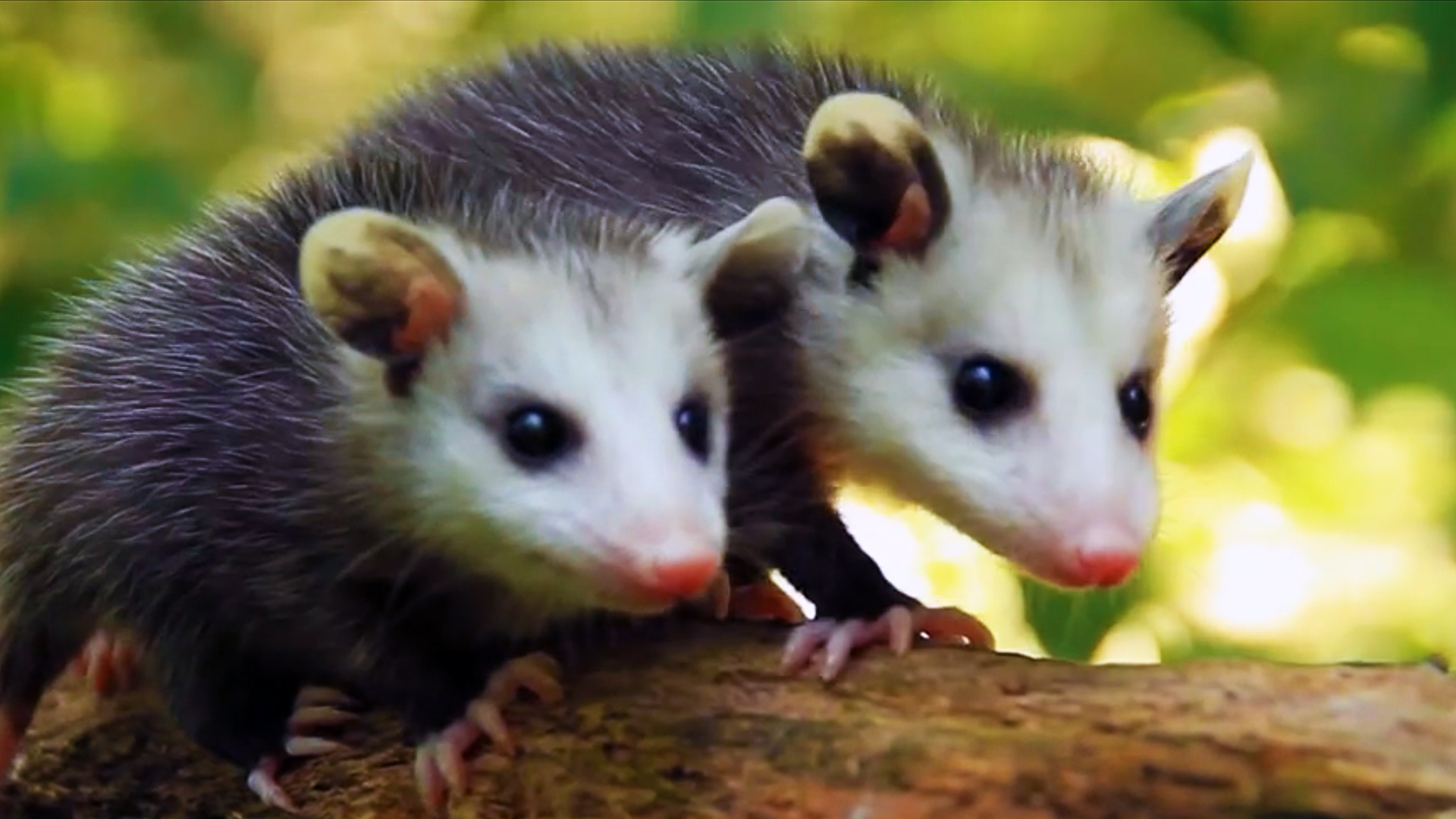 Nature’s Clean Up Crew - Marco Polo Film AG